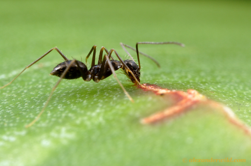 Control de Plagas en Sanidad Ambiental: Hormiga loca Paratrechina ...