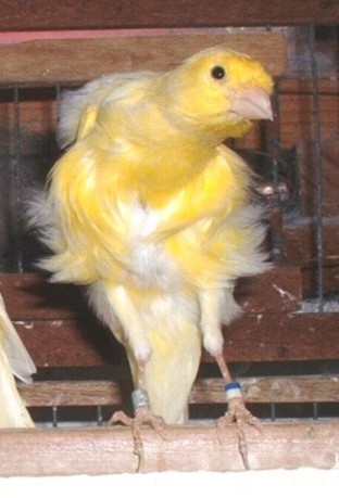 LOS CANARIOS DE POSTURA: Canarios Rizados (2)