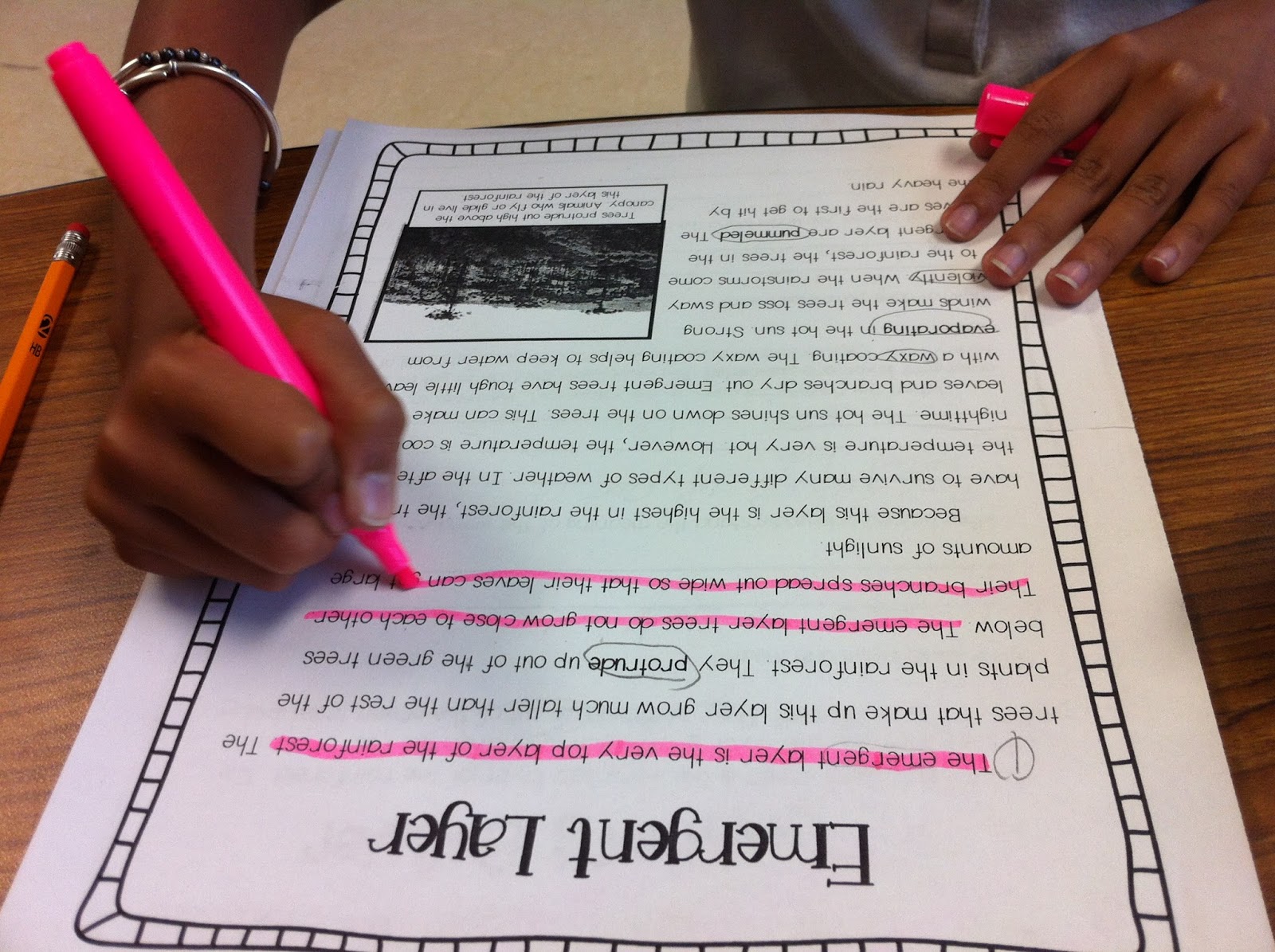 Creativity to the Core: Informational Writing - Red Eyed Tree Frog