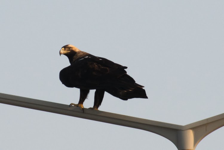 Birds of Saudi Arabia: Adult Eastern Imperial Eagle Jubail – Bird ...