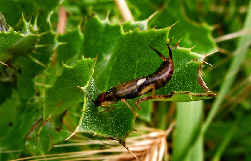 La Faunia de Helena: Insectos