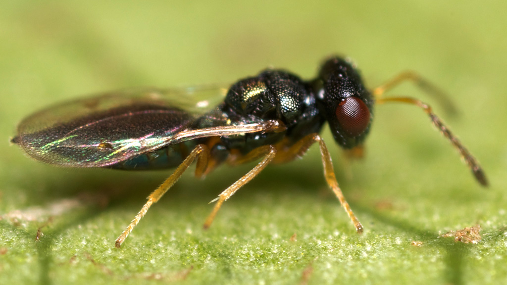 ムシをデザインしたのはダレ？: コガネコバチ科 ( Pachyneuron sp. ) ♀
