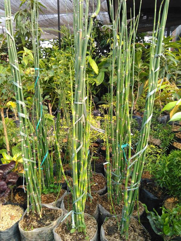 JUAL POHON BAMBU AIR | SUPLIER TANAMAN HIAS ONLINE | JASA TUKANG TAMAN ...