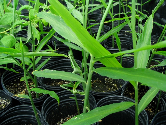 Manfaat Tanaman Jahe | Tanaman Herbal