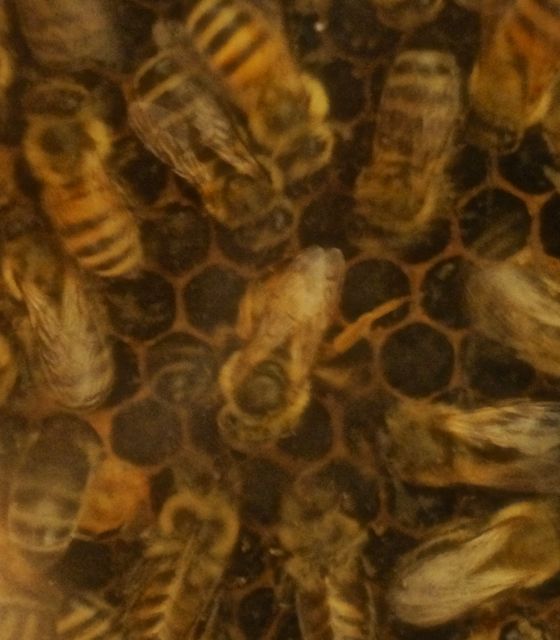 Building My Observation Hive