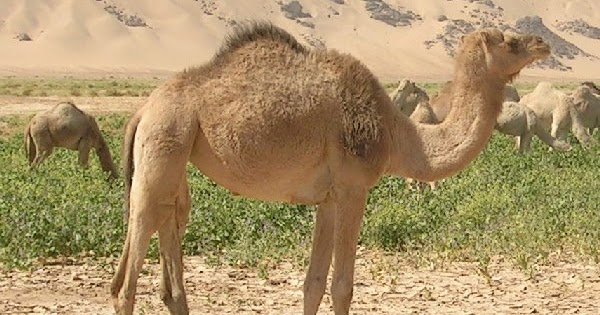 Jenis-Jenis Ternak Unta dan Keunggulannya ~ Gantangan News