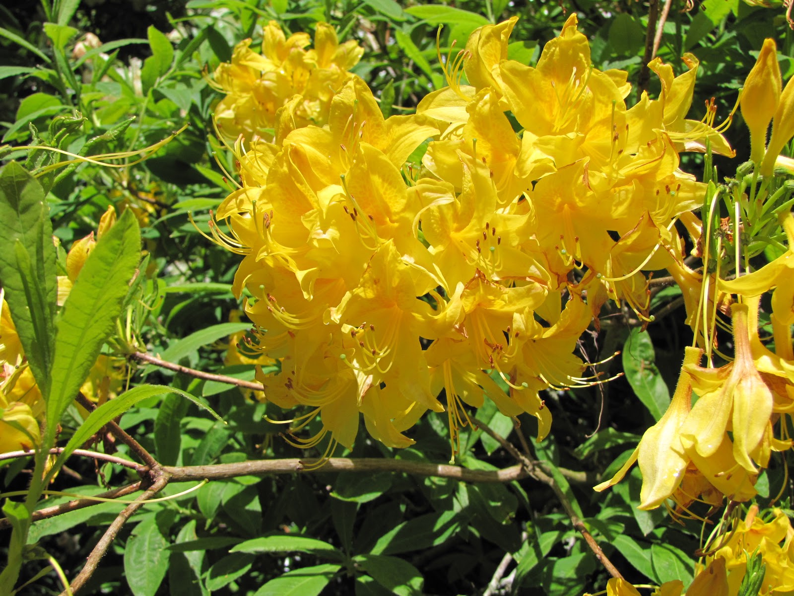 photographing New Zealand: yellow azalea