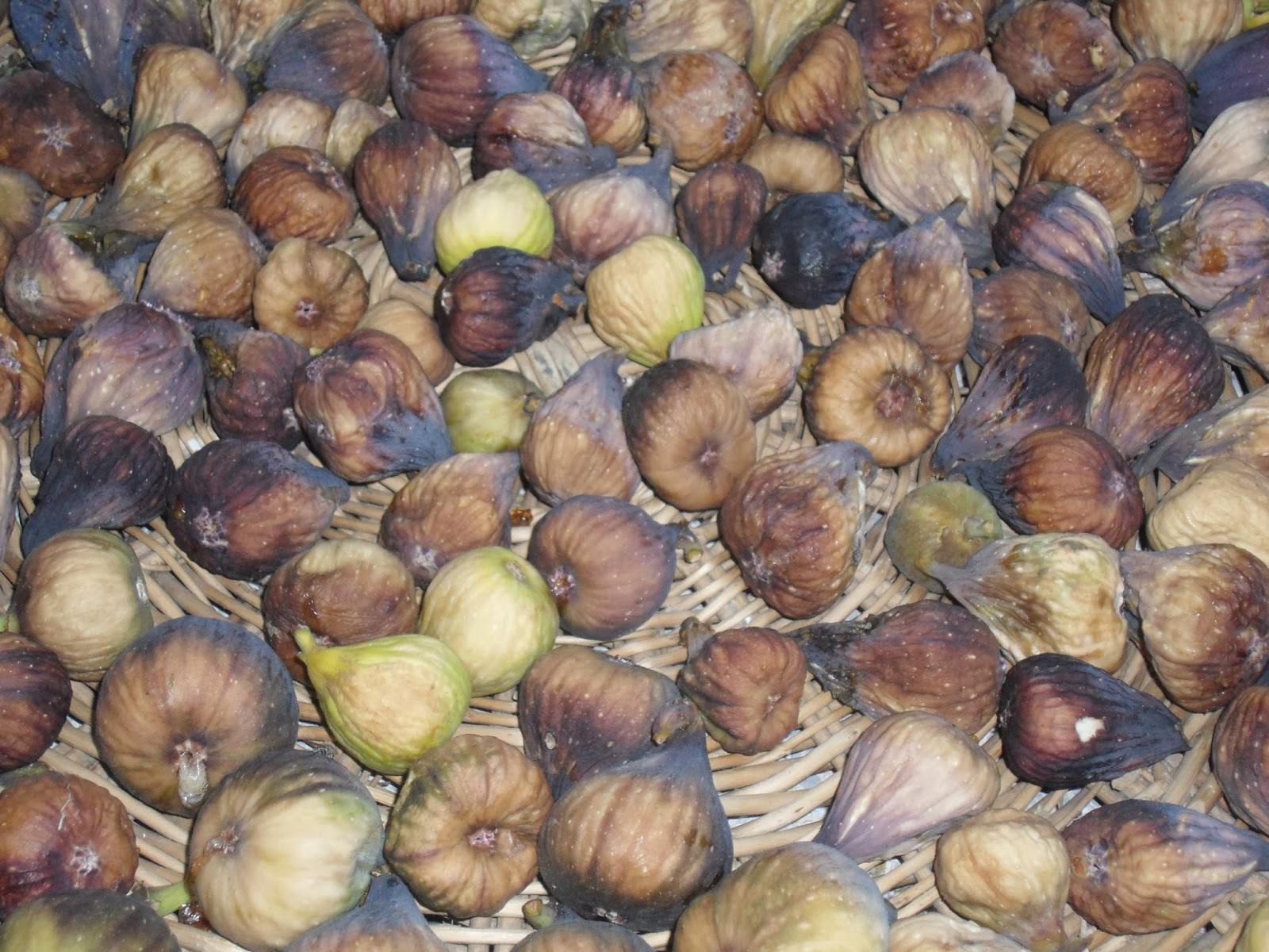 Terra dos CÃES: Passar figo, secar passas