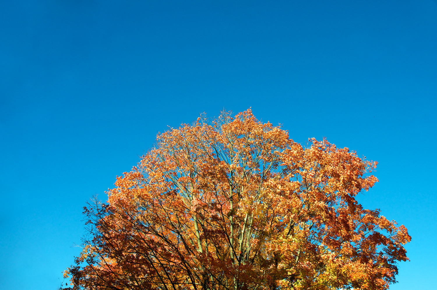 Photography in my Life: One Tree, 4 Different Views