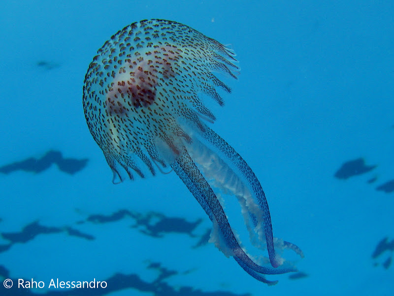 Necton e Plancton: Cnidari: Medusa Luminosa