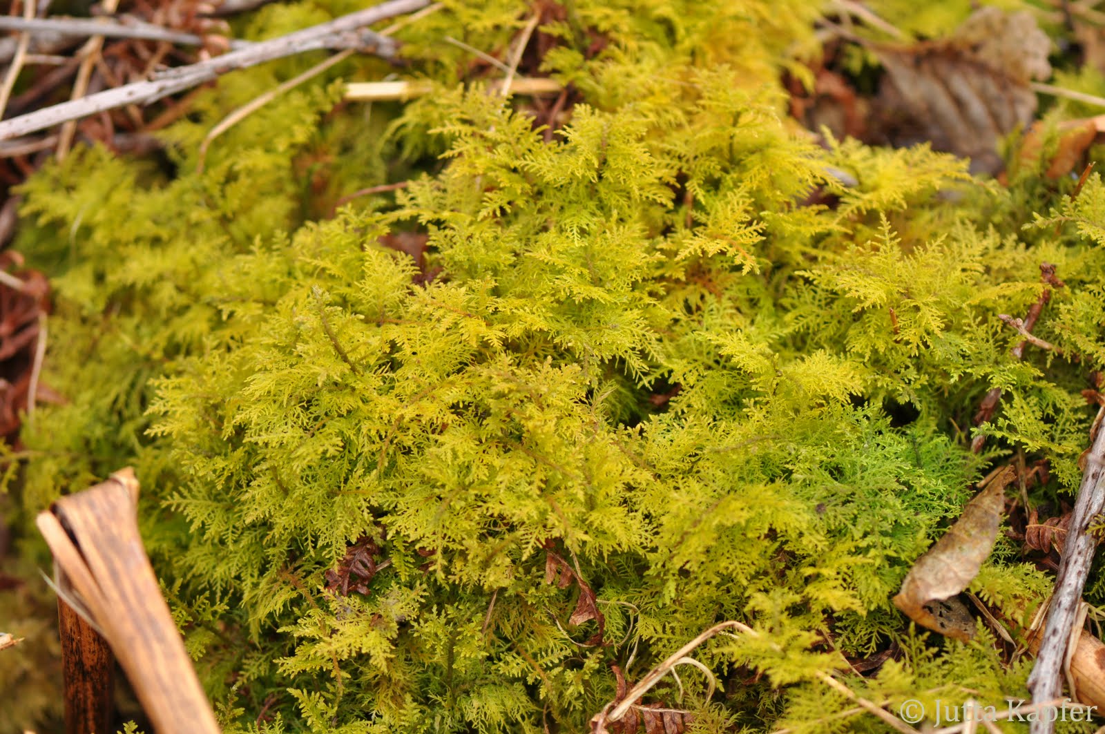 Bryophytes of Central and Northern Europe: Thuidium tamariscinum