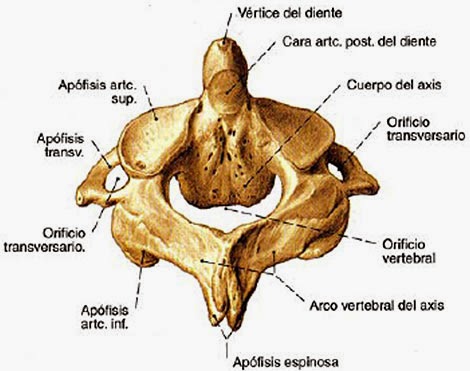 anatomia del cuello