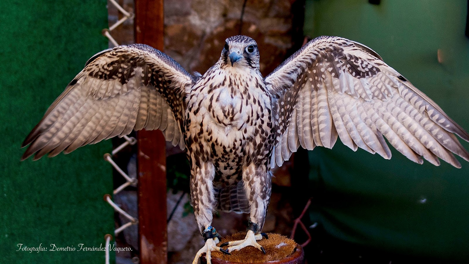 Cetrería - Halcón - 2 fotografías | Fotografía Demetrio Fernández