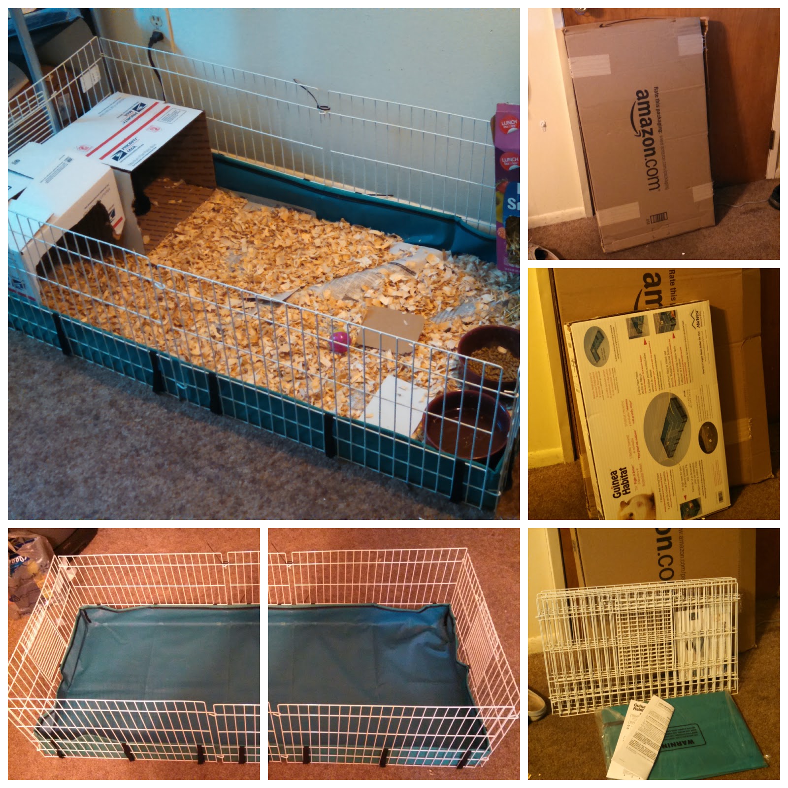 Once Upon a Mischief Rattery: OT: New Guinea pig friend & cage!