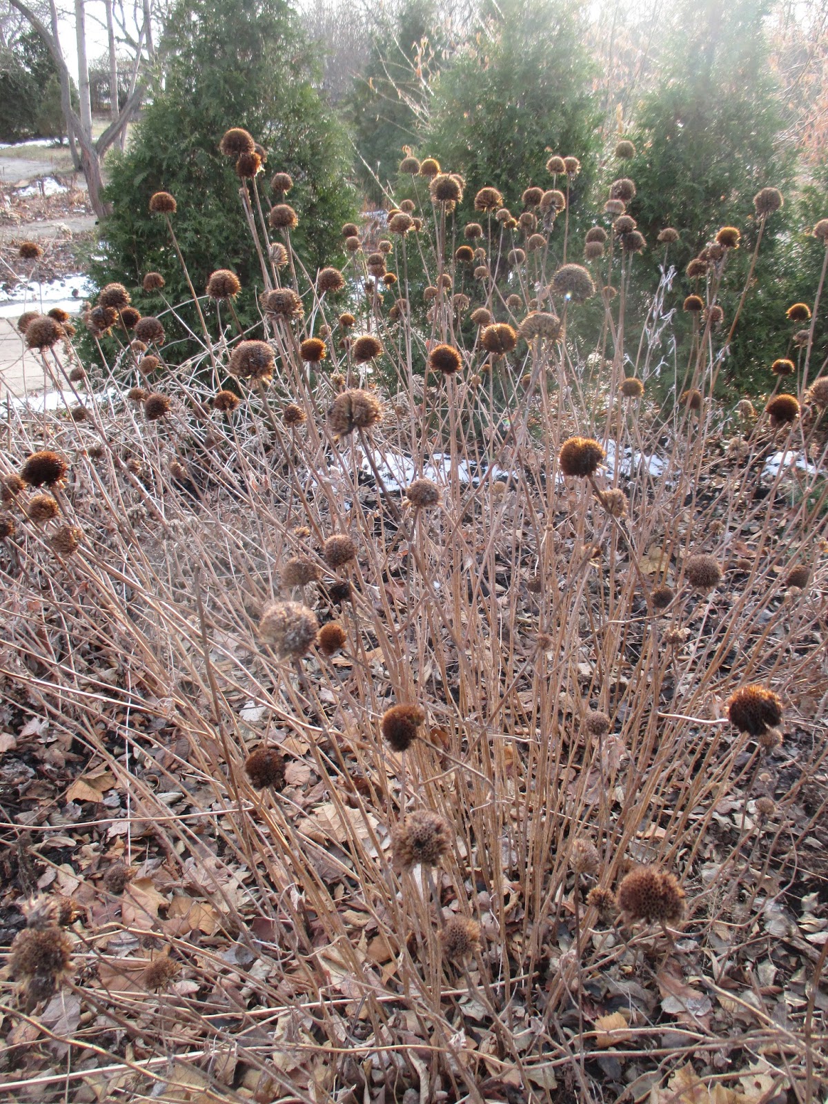 Rotary Botanical Gardens - Hort Blog: Bee Balm for Pollinators