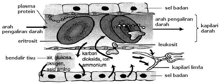 (DOCX) Pembentukan Bendalir Tisu Dan Bendalir Limfa - DOKUMEN.TIPS