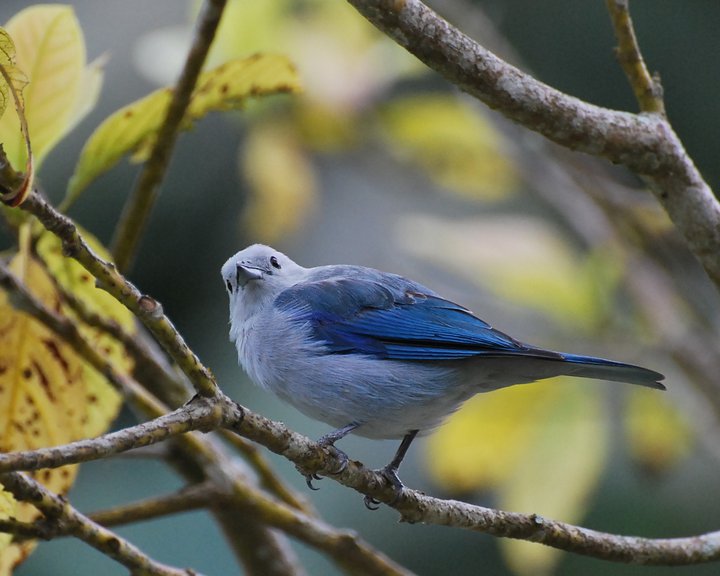 AVES DE VENEZUELA Y EL MUNDO pedro romero ramos: Azulejo ( Thraupis ...