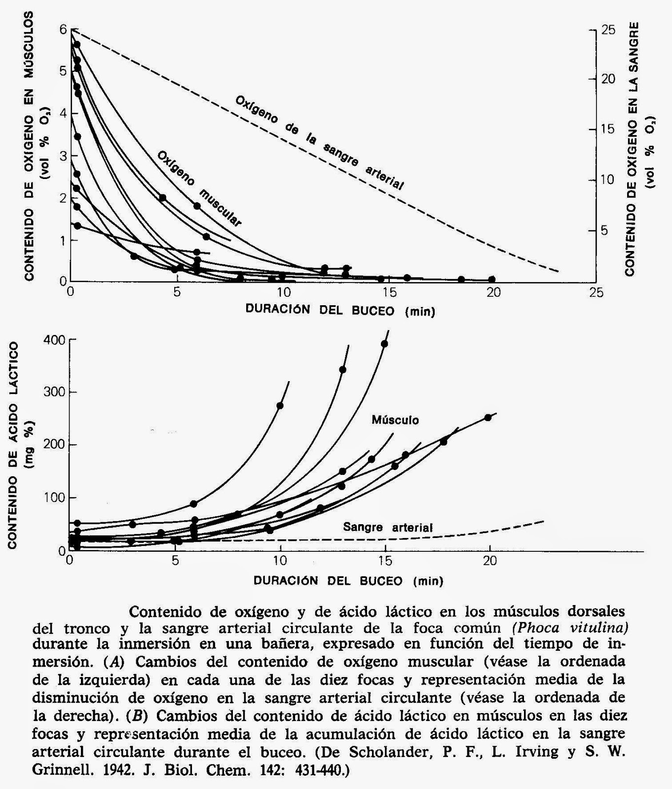 Ecosistema Tierra: HIPERBARISMO