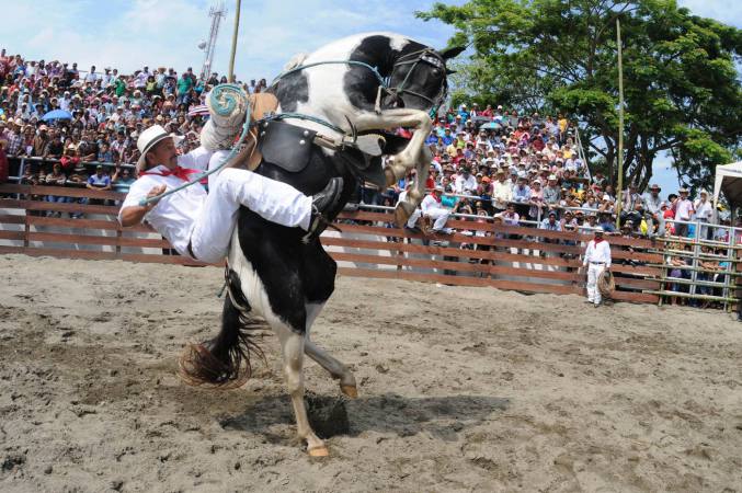 Fiesta tradicionales del Ecuador: 2. Fiesta Rodeo Montuvio