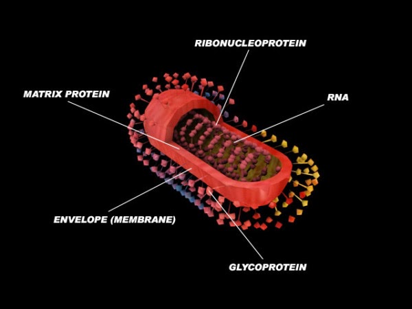 VIRUS RABIES: VIRUS RABIES