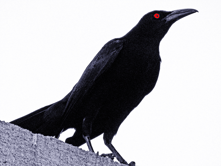 el inefable placer: El zanate