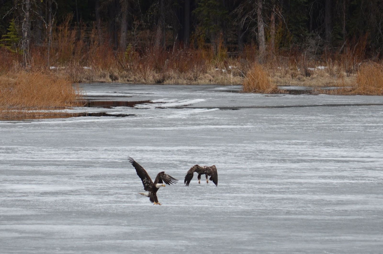 Lac Le Jeune - Life In Our Community: Birds at Lac Le Jeune