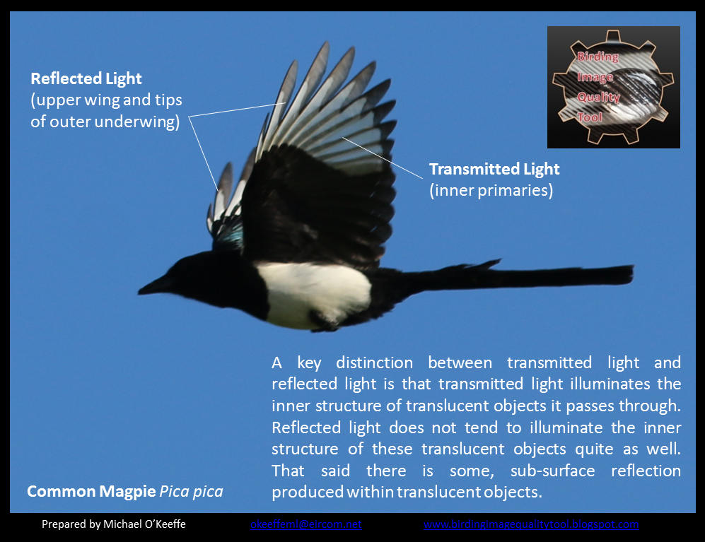 Birding Image Quality Tool: Birds and Light - Against The Sky (Part One)