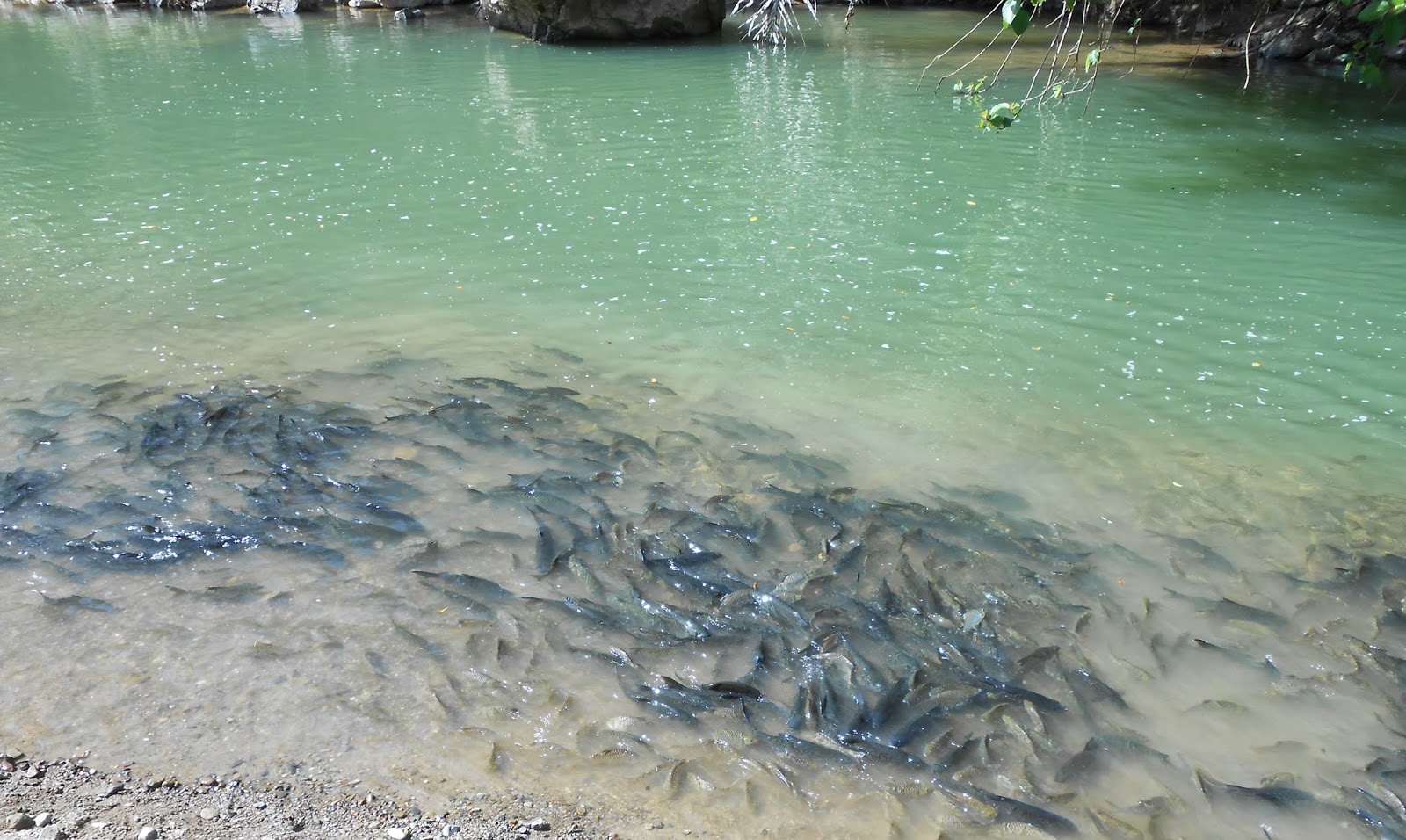 FREELITTLEBRAIN: Fish SPA in Sabah -Tagal Sungai Moroli, Kg Luanti Baru
