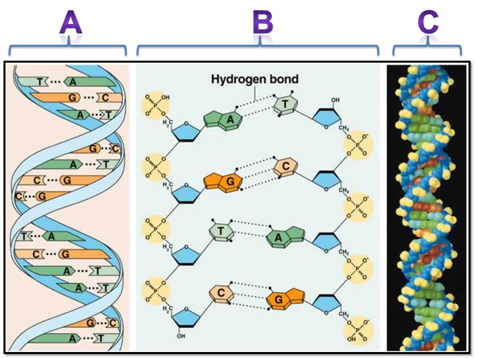 Biología BI: 8.- Estructura del ADN