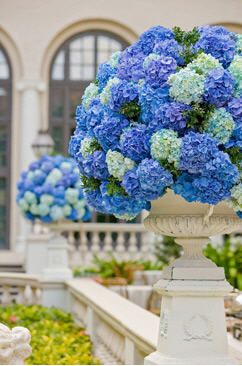 Hydrangea Hill Cottage: Blue Hydrangea Gardens