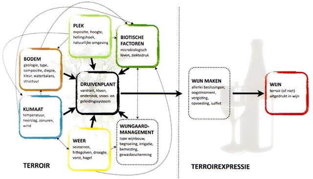 Beter wijnproeven, méér genieten: Over Beaujolais, zoektocht naar ...