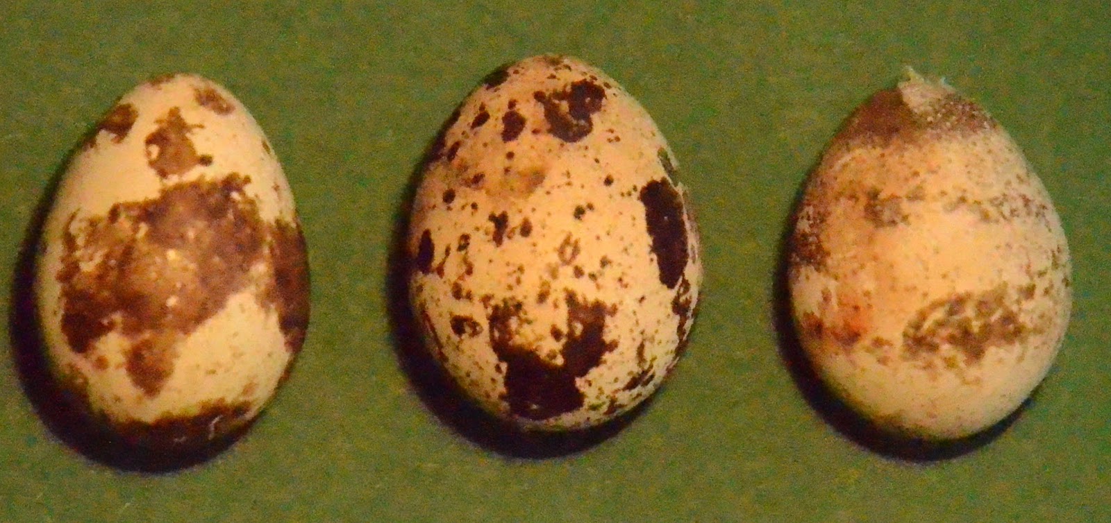 Vogels in de Oranjepolder (en soms ver daarbuiten): Een ei hoort erbij ...