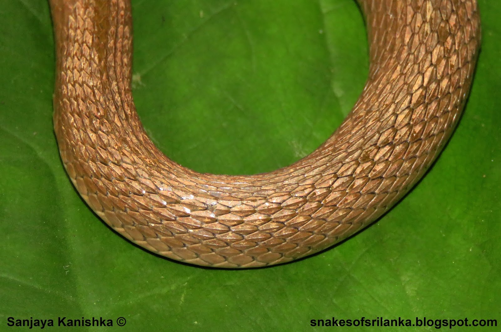 Snakes of Sri Lanka: Checkered Keelback/දියබරියා (Fowlea.cf.piscator ...