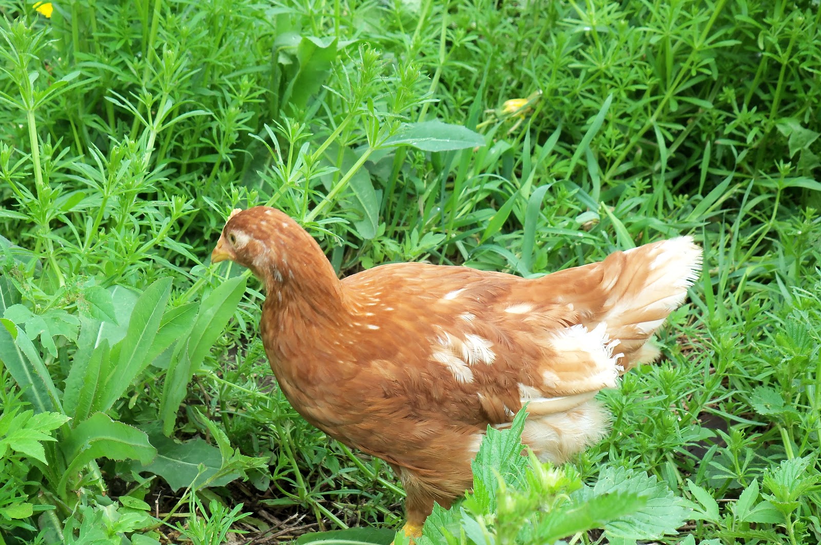 Big Rigs 'n Lil' Cookies: Growing Chickens