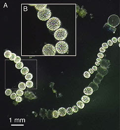 Pharmacy Talks: The Smallest – The Largest
