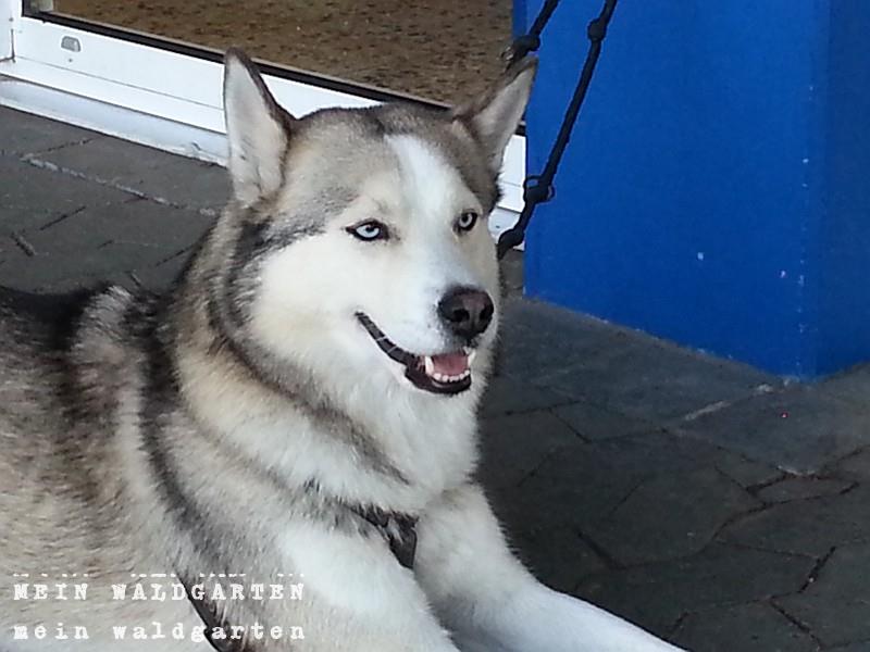 © Mein Waldgarten: Wuff