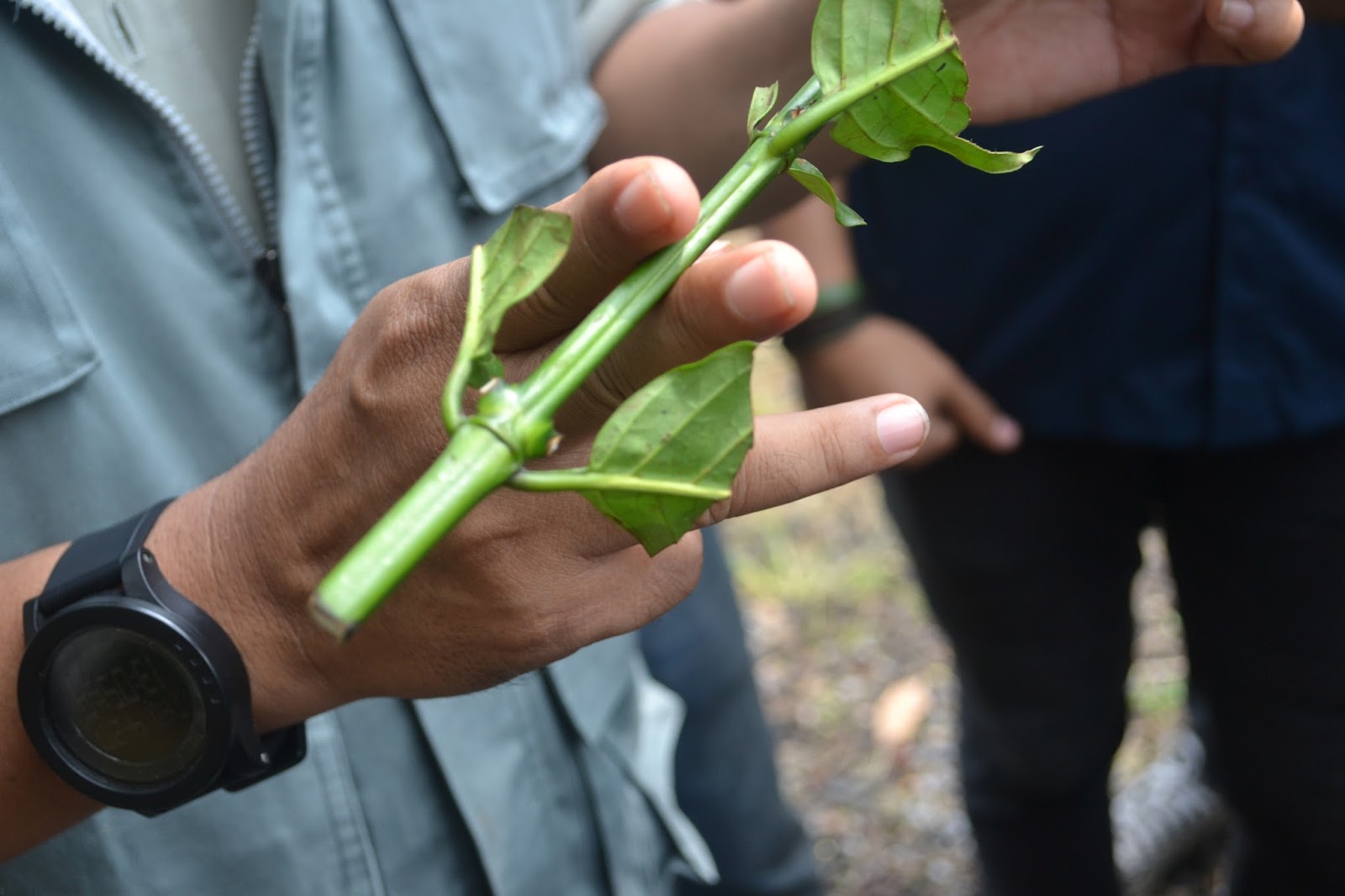 Laporan Kunjungan Lapang Balittri (Balai Penelitian Tanaman Industri ...