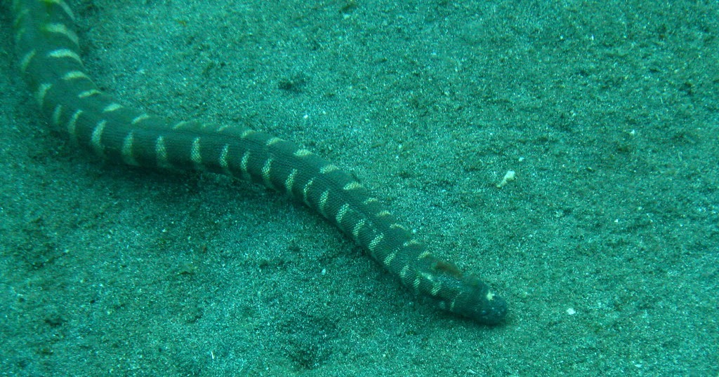 Ular Asli Indonesia: Acrochordus granulatus