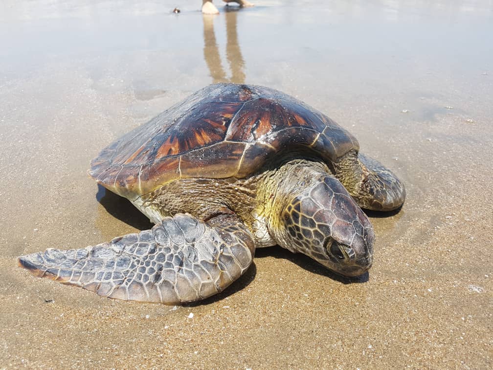PATRIMONIO NATURAL DE GUINEA ECUATORIAL