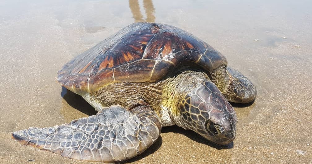 PATRIMONIO NATURAL DE GUINEA ECUATORIAL