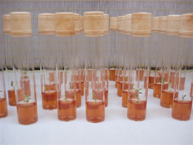 Tecnoplant: Extracto Vegetal