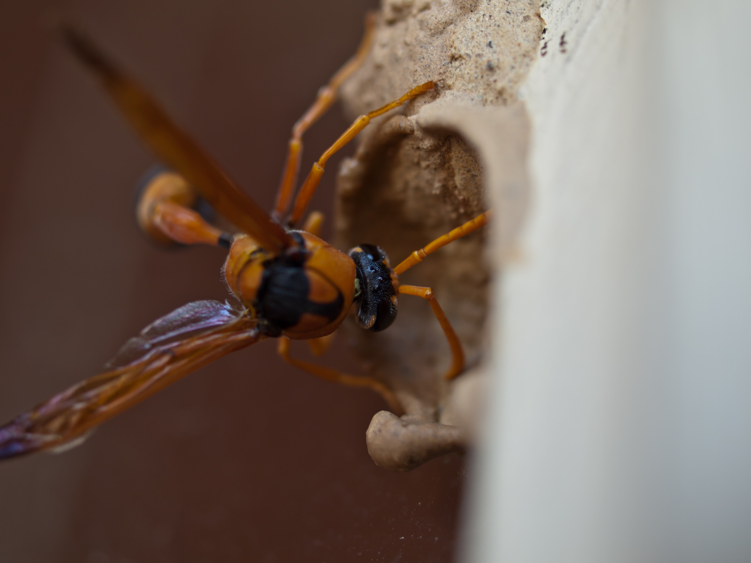 Joel Bramley Photography: Large Mason Wasp