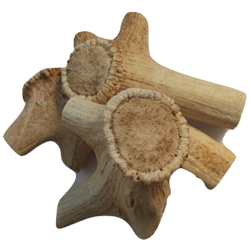 Antlers For Dogs Chew Treats Review Australian Dog Lover Antlers For Dogs Chew Treats Review Australian Dog Lover