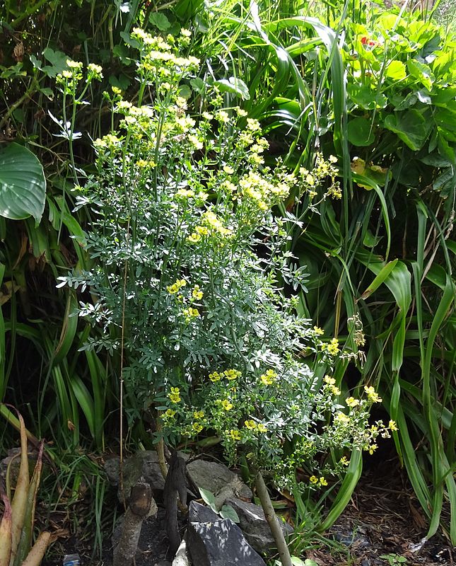 Ruta graveolens «ruda» - Id Plantae