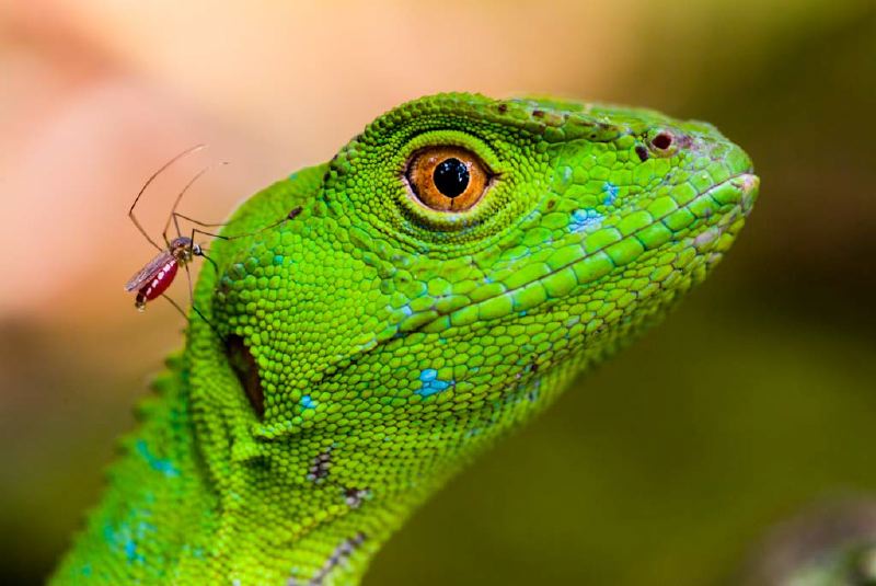 Reptossaurus: Imagens de Lagartos - Parte I