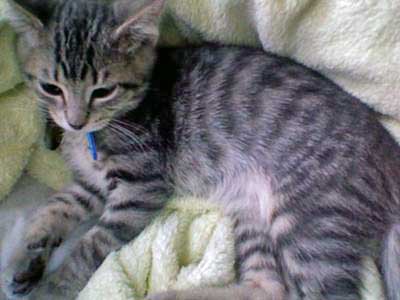 Cat Chit Chat: Outstanding tabby cats can look like an Egyptian Mau