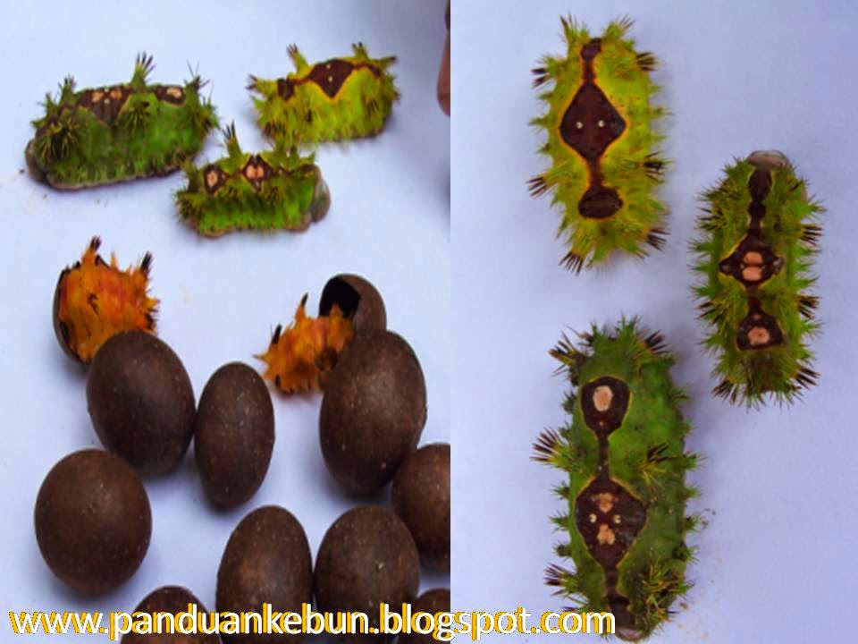 PANDUAN PENGENDALIAN ORGANISME PENGGANGGU TANAMAN (OPT) KELAPA SAWIT ...