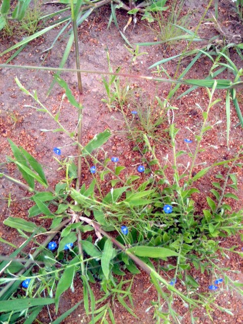 Thoughts from Botswana by Lauri Kubuitsile: Botswana's Wildflowers