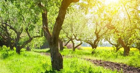 Gov’t agencies, public sector urged to plant more trees during monsoon ...