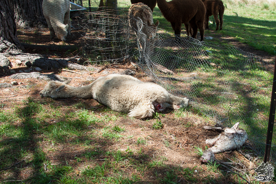 Small Farming: Alpaca Birth Sequence (time and images)